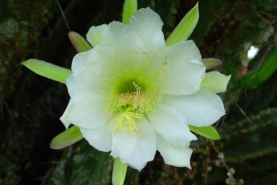 Cómo recuperar plantas encharcadas - pisosblog - pisos.com