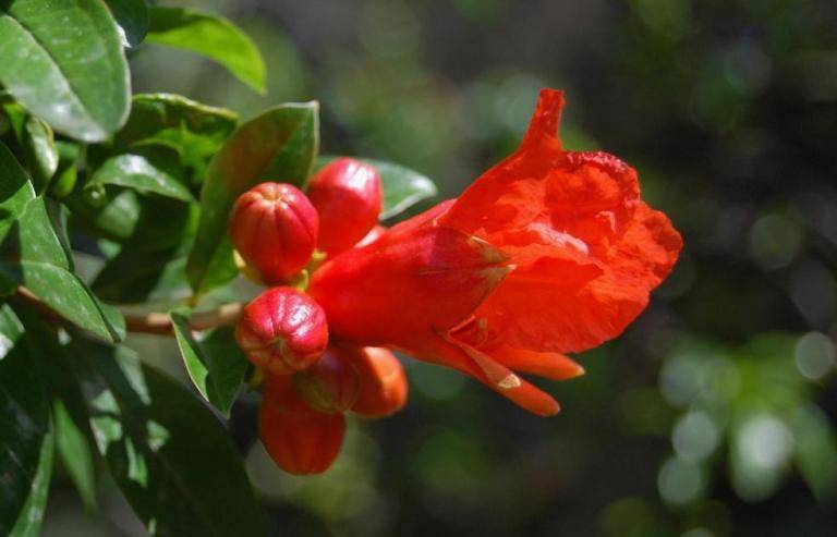 La flor del granado - pisosblog - pisos.com