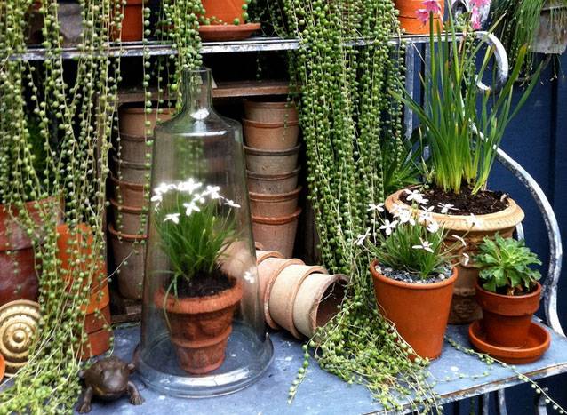 Cómo recuperar plantas encharcadas - pisosblog - pisos.com