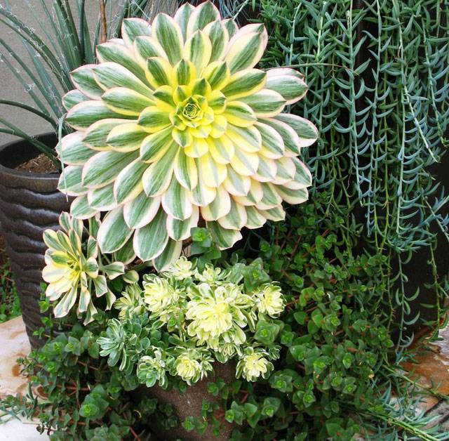 Cómo recuperar plantas encharcadas - pisosblog - pisos.com