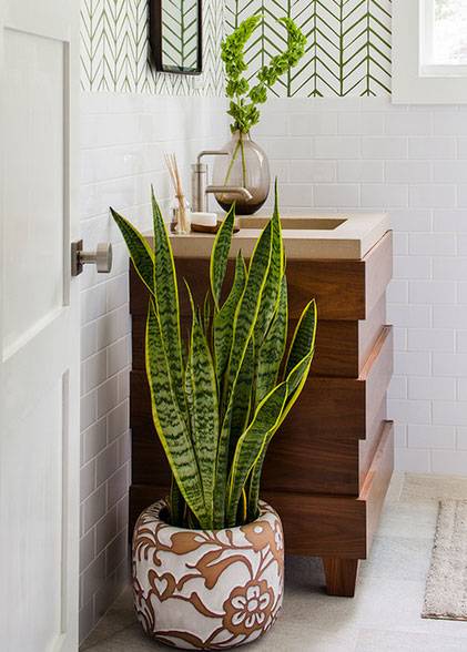 Cómo recuperar plantas encharcadas - pisosblog - pisos.com