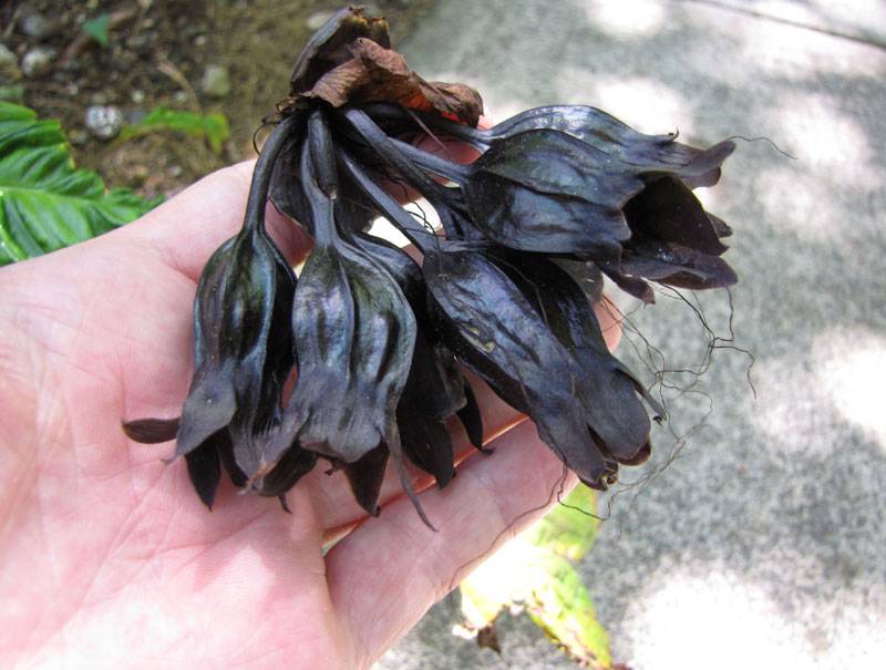 La flor de Batman - pisosblog - pisos.com