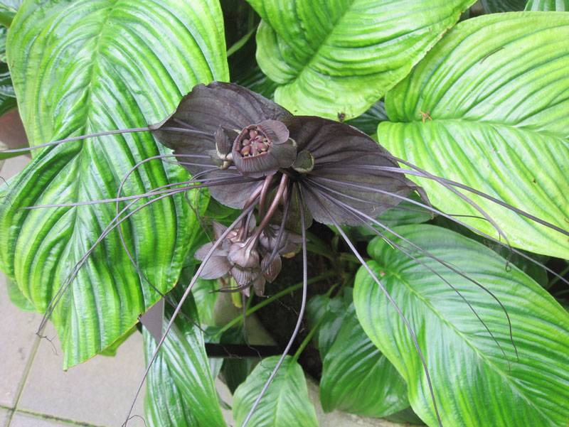 La flor de Batman - pisosblog - pisos.com