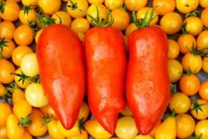 Tipos de tomate: moruno, bodar, montecarlo, óptima, corazón de buey...