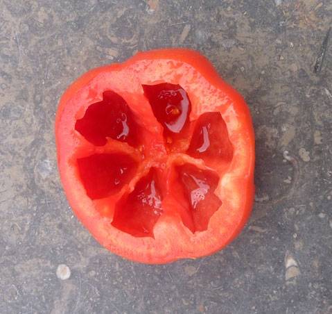 Tipos de tomate: moruno, bodar, montecarlo, óptima, corazón de buey...