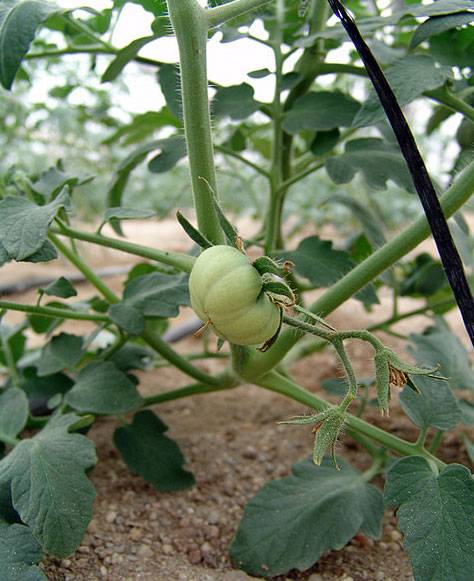 Tipos de tomate: moruno, bodar, montecarlo, óptima, corazón de buey...