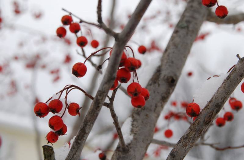 El acerolo - pisosblog - pisos.com