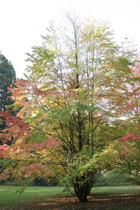 Árboles para el otoño: abedul, liquidambar, brezo, gingko...