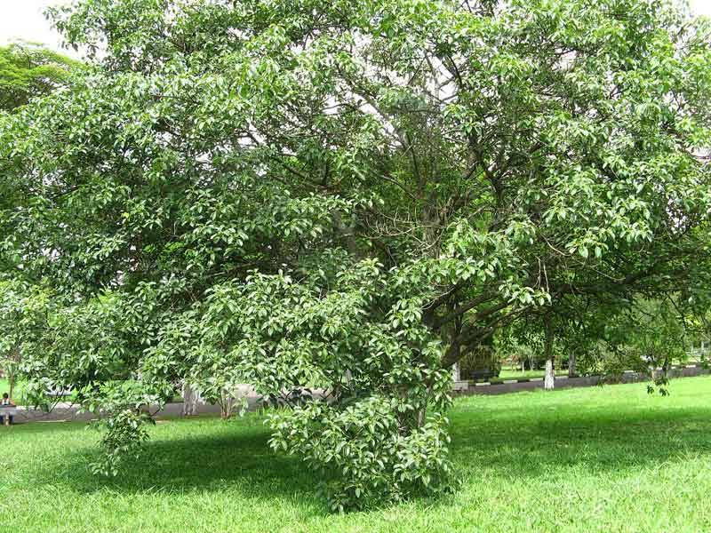 Lista De Tipos De árboles De Hoja Perenne Guía Práctica Para