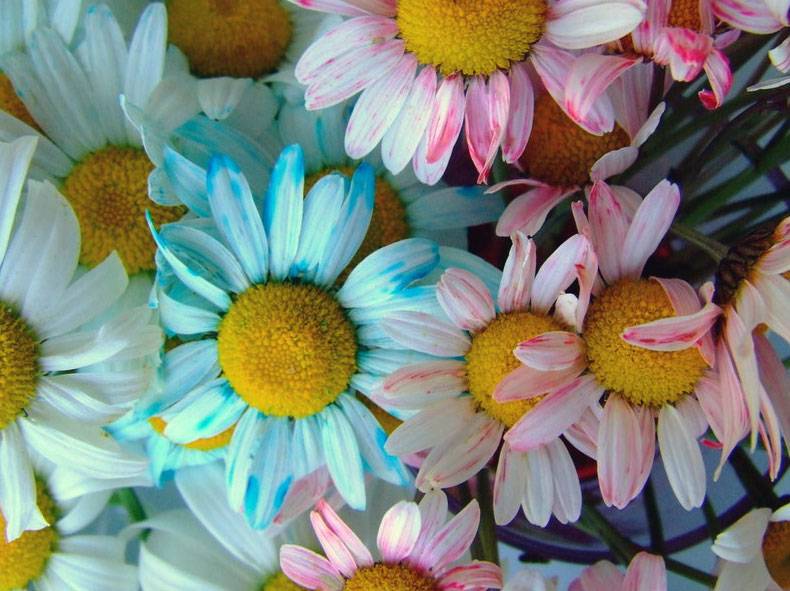 Paso a paso para teñir flores frescas y secas - pisosblog - pisos.com